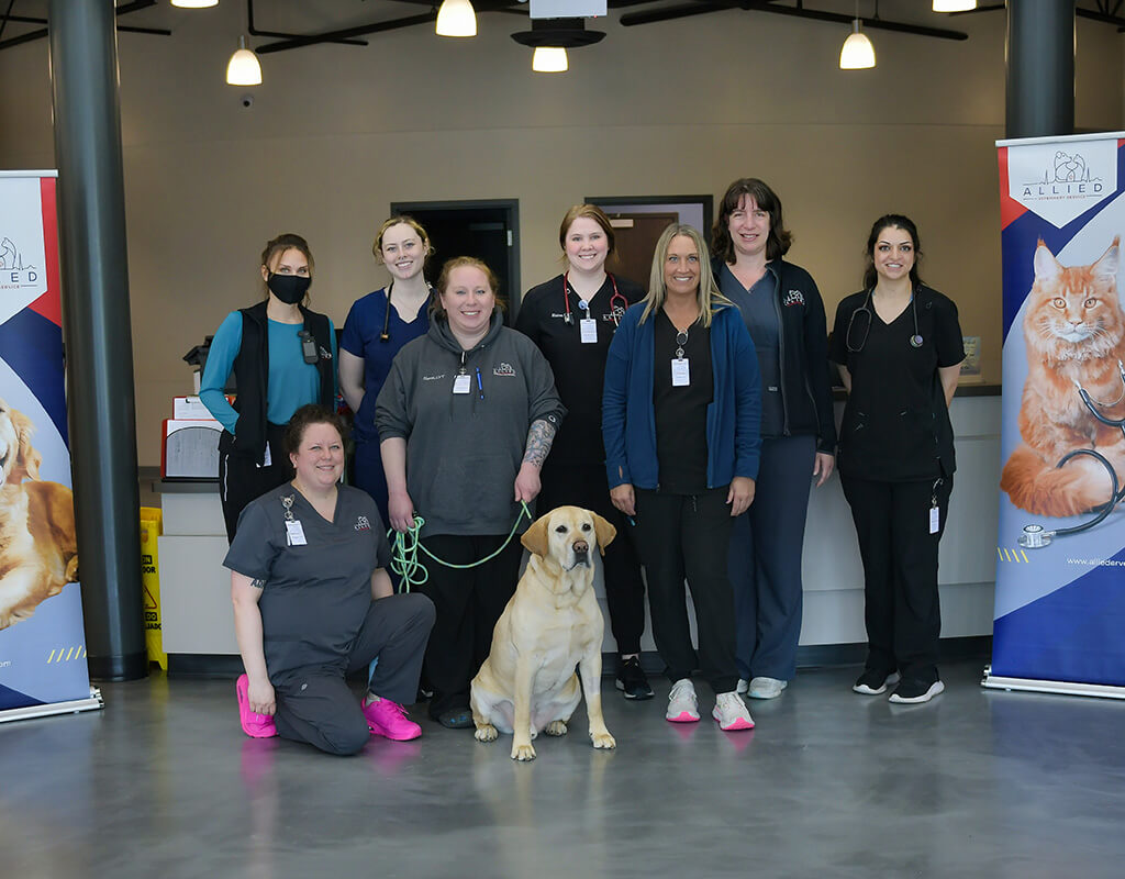 Meet the Allied Veterinary Services Team