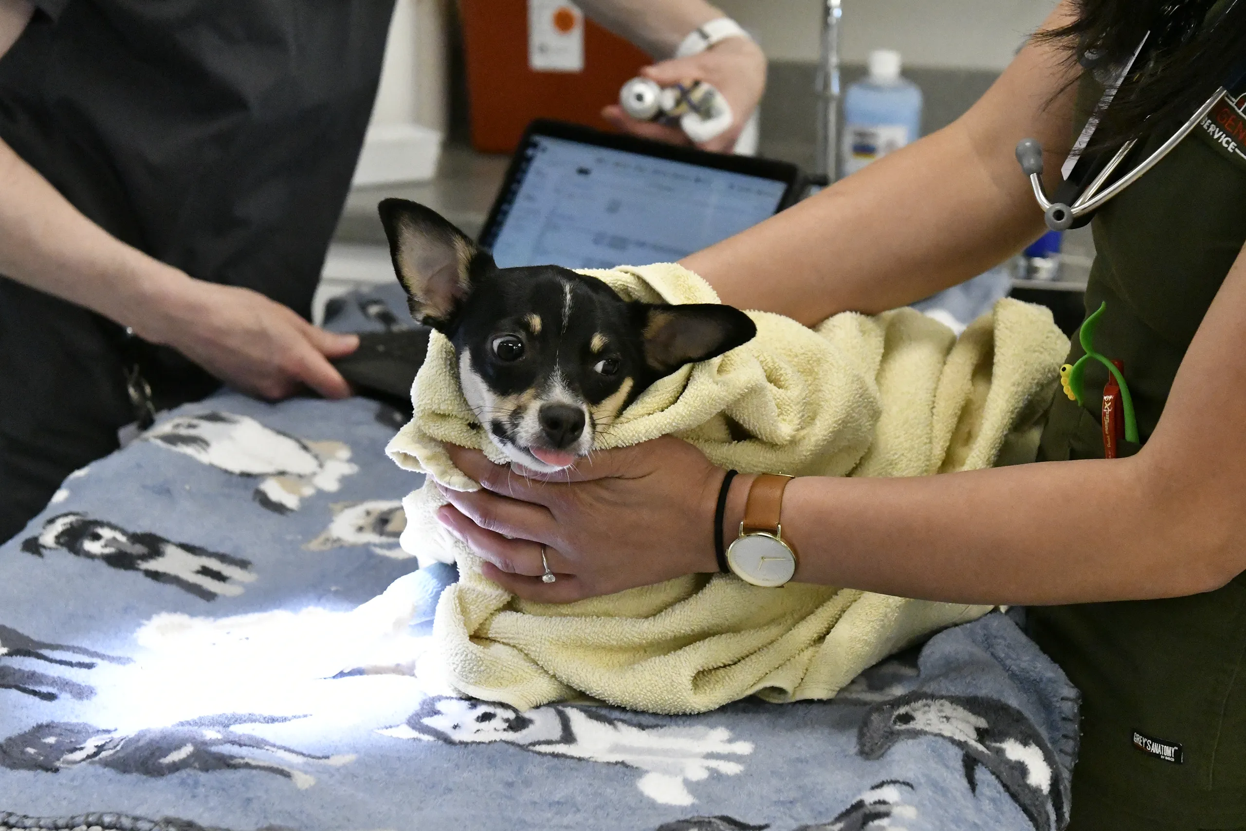 Veterinary Specialty Care - Allied Veterinary Services