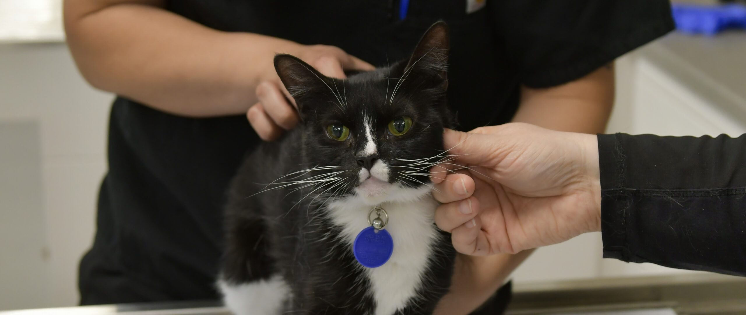 Contact Allied Veterinary Emergency and Referral