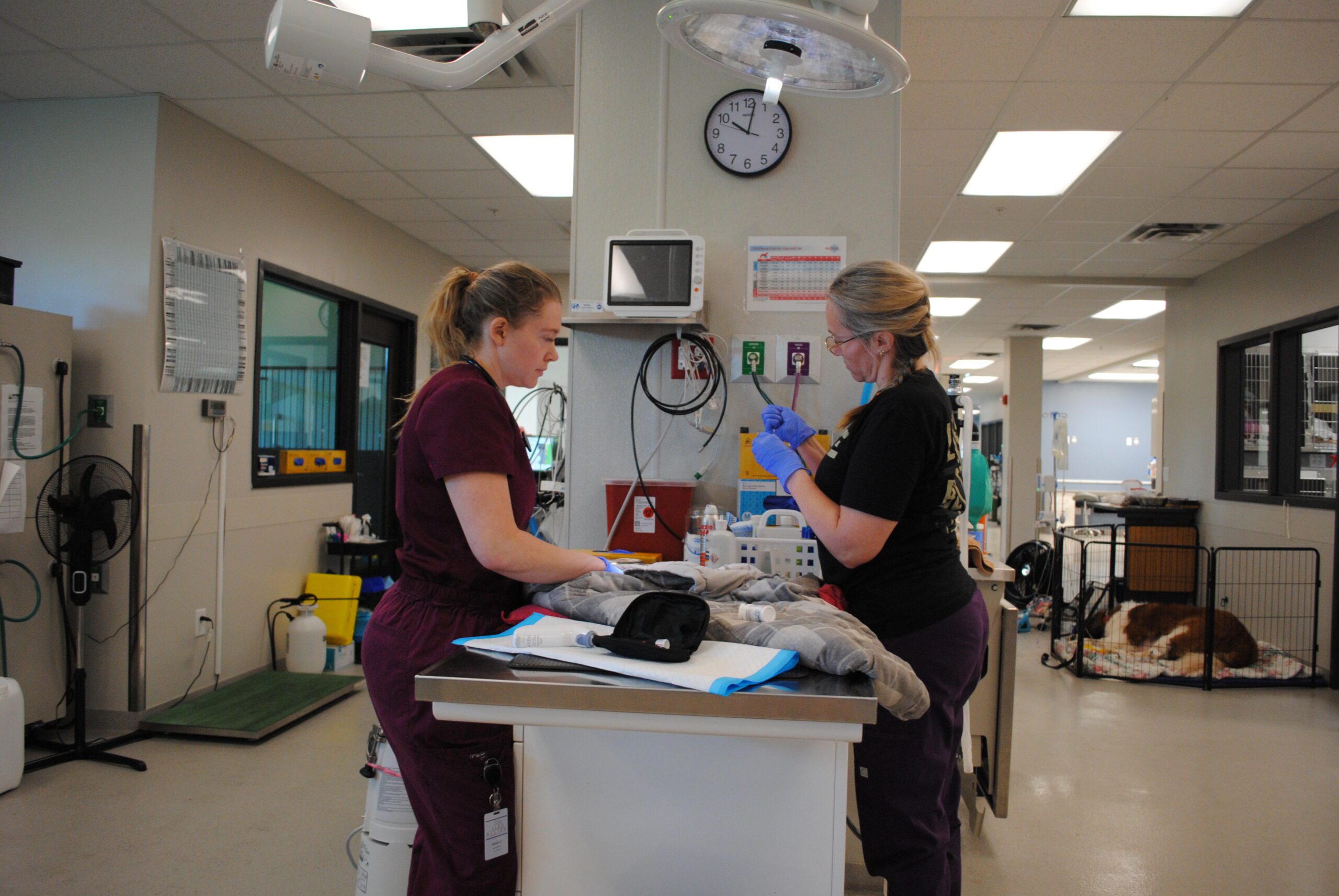 For Veterinarians - Allied Veterinary Emergency and Referral