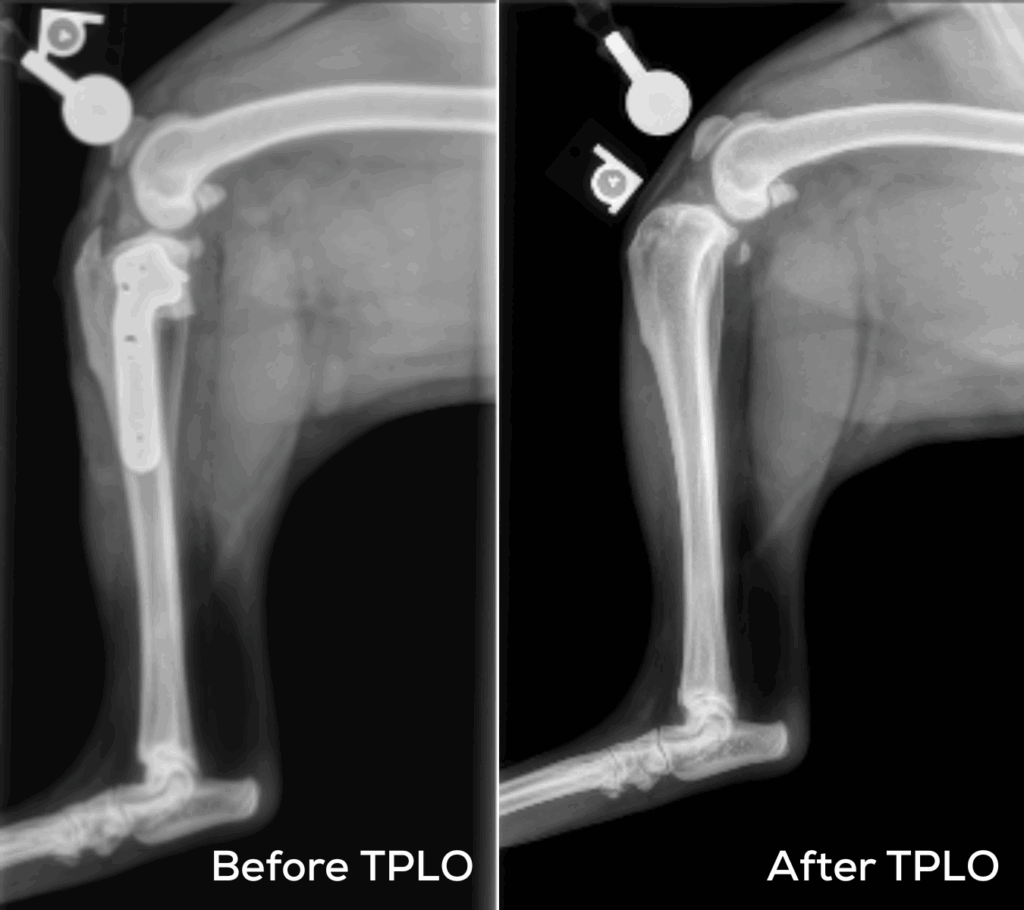 Veterinary TPLO Surgery - Allied Veterinary Services